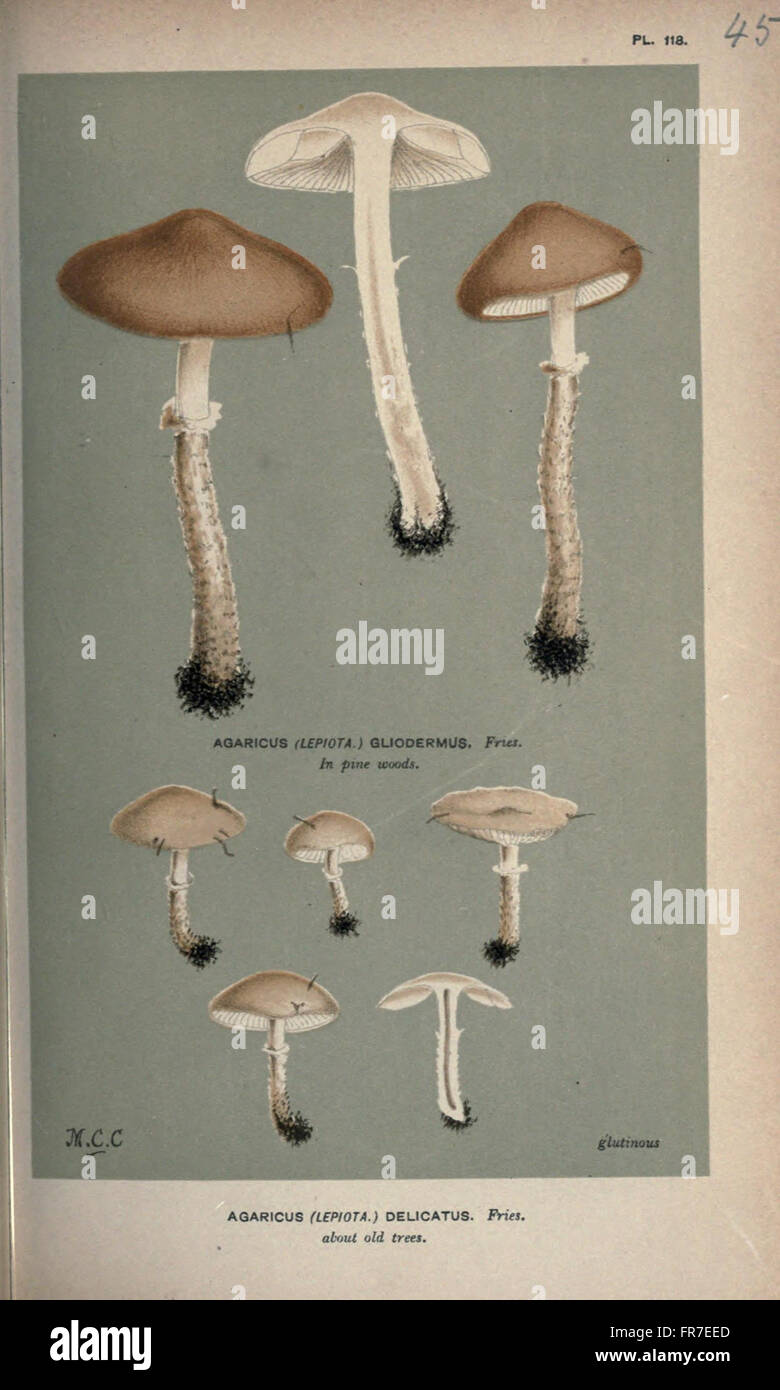 Illustrations of British Fungi (Hymenomycetes), to serve as an atlas to ...