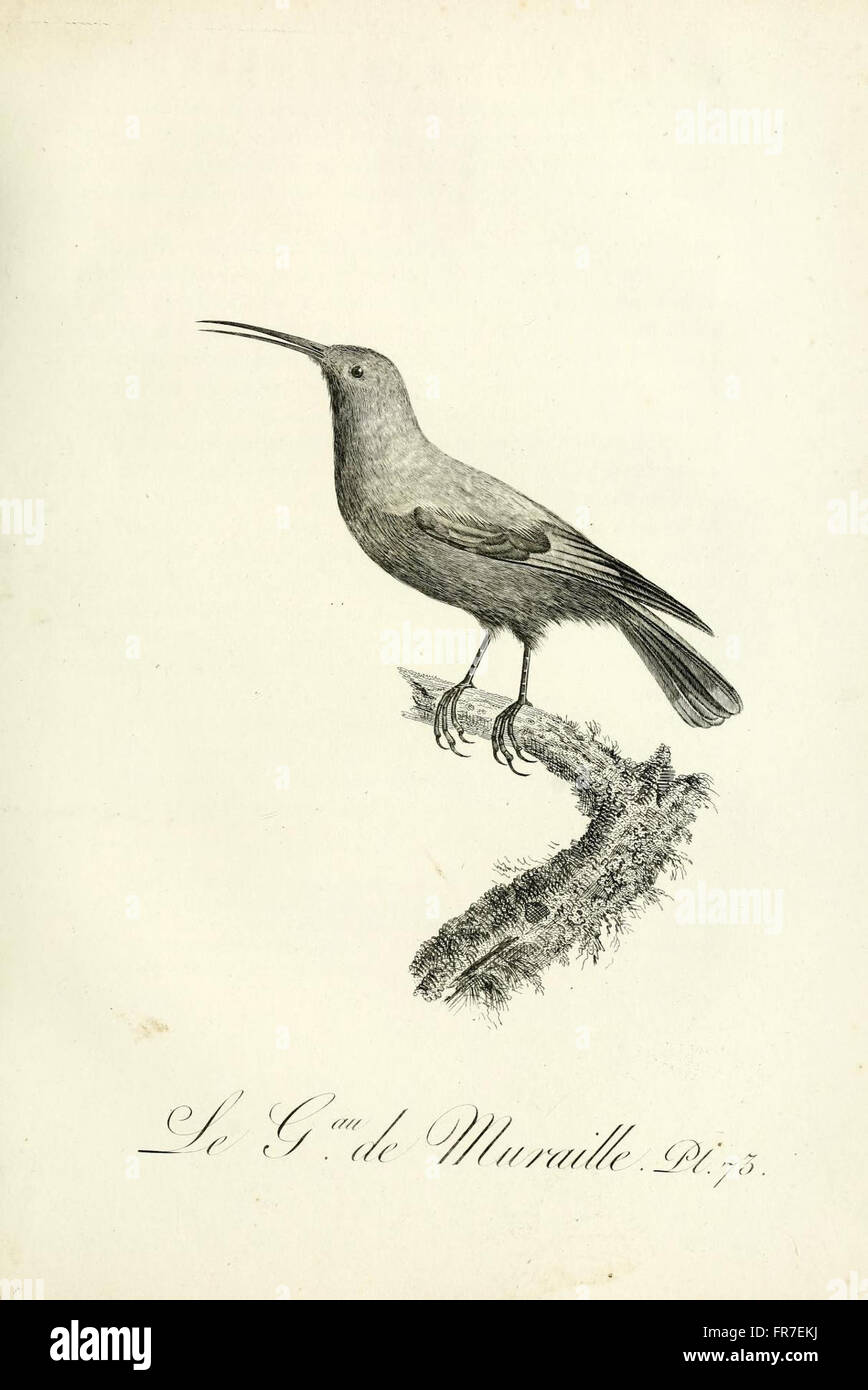 This work focuses on the natural history and classification of creepers ...