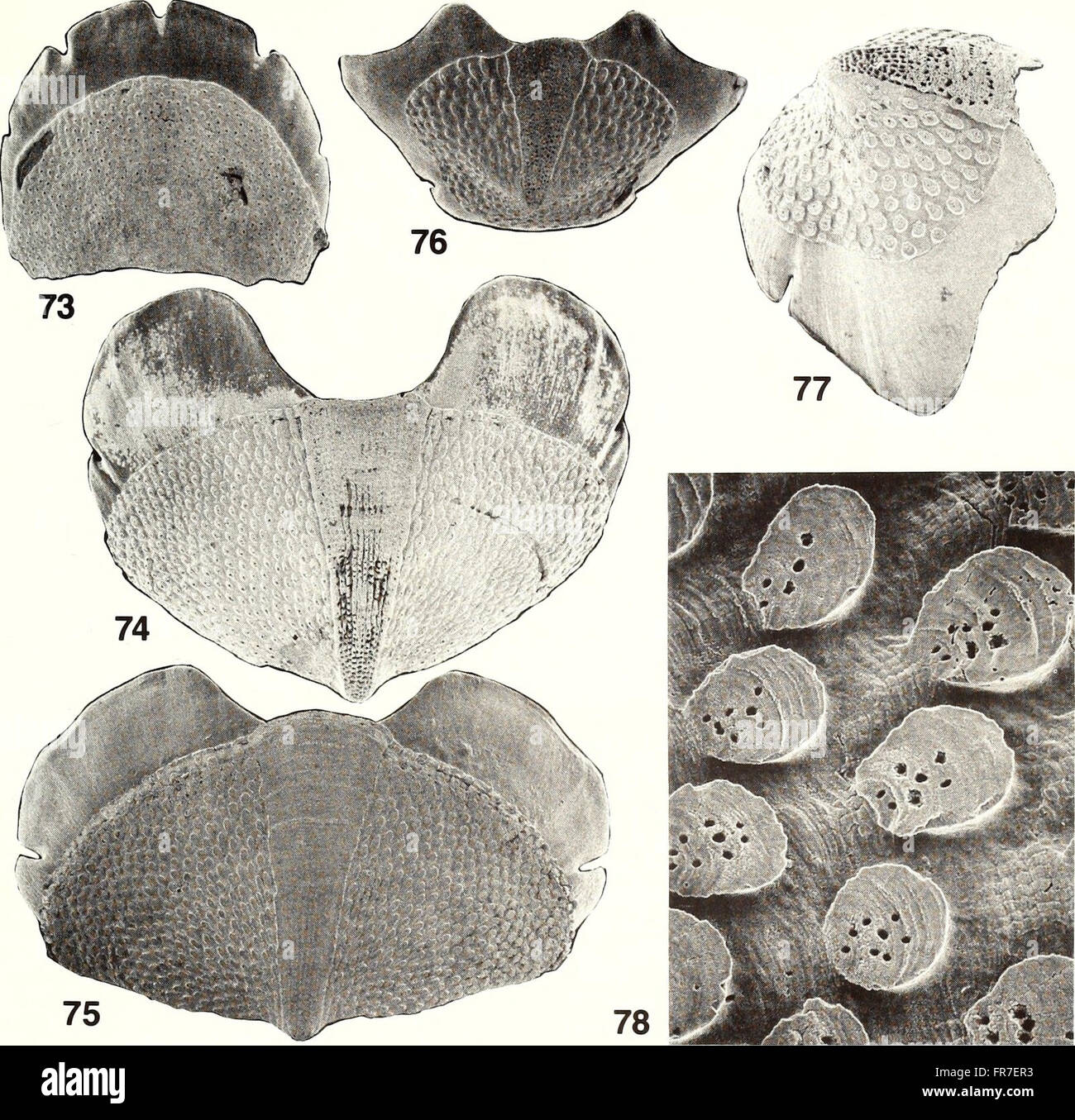 The 1988 American Malacological Bulletin publishes research on mollusks ...