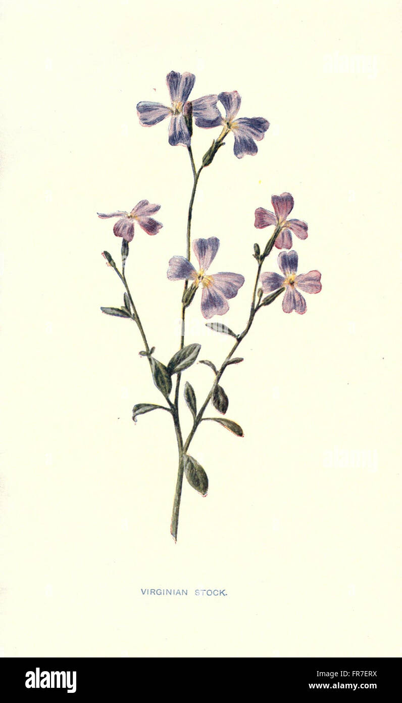 This plate illustrates common garden flowers, providing a visual guide ...
