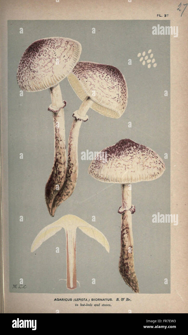 This plate from 'Illustrations of British Fungi' serves as an atlas for ...