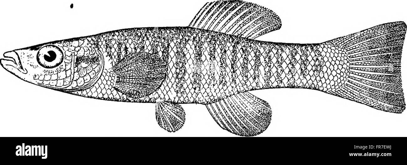 This 1908 guide provides information on goldfish breeds, their care ...