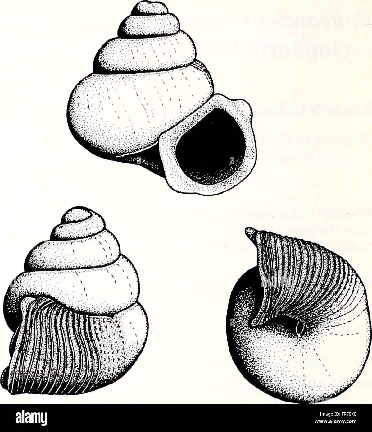 A scientific journal from 1997 focused on the study of mollusks ...