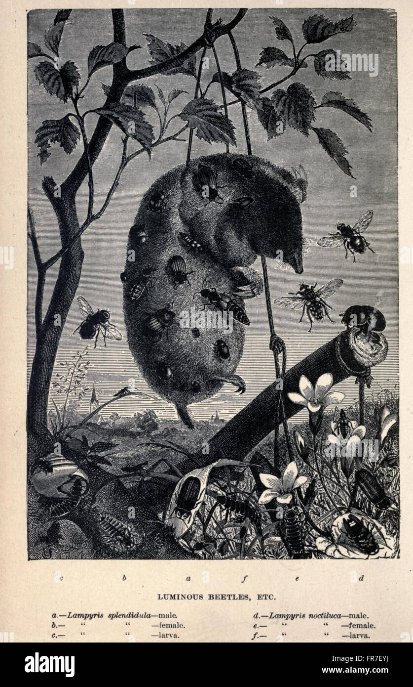 This plate features bioluminescent organisms, depicting various species ...