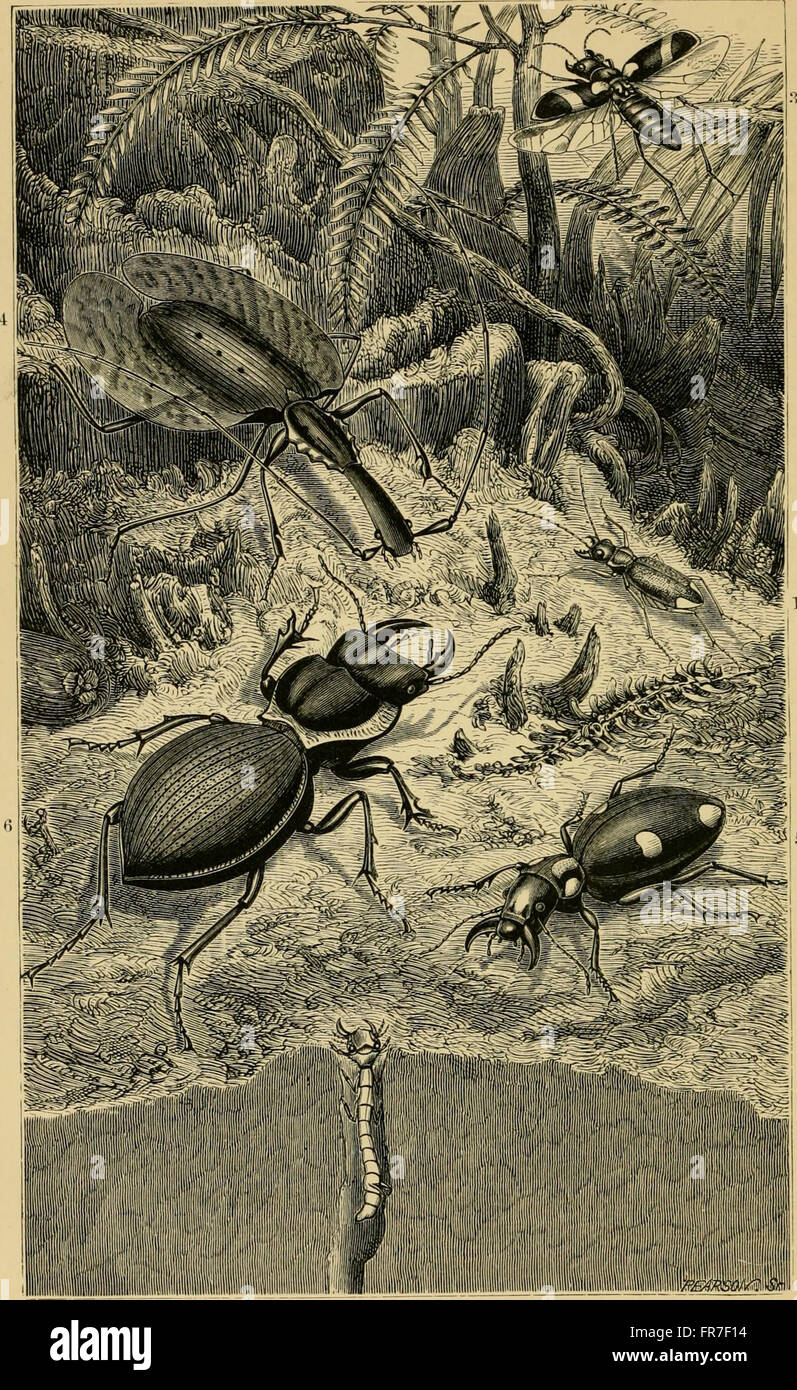 'Insects Abroad' (1883) is a popular work that explores the diversity ...