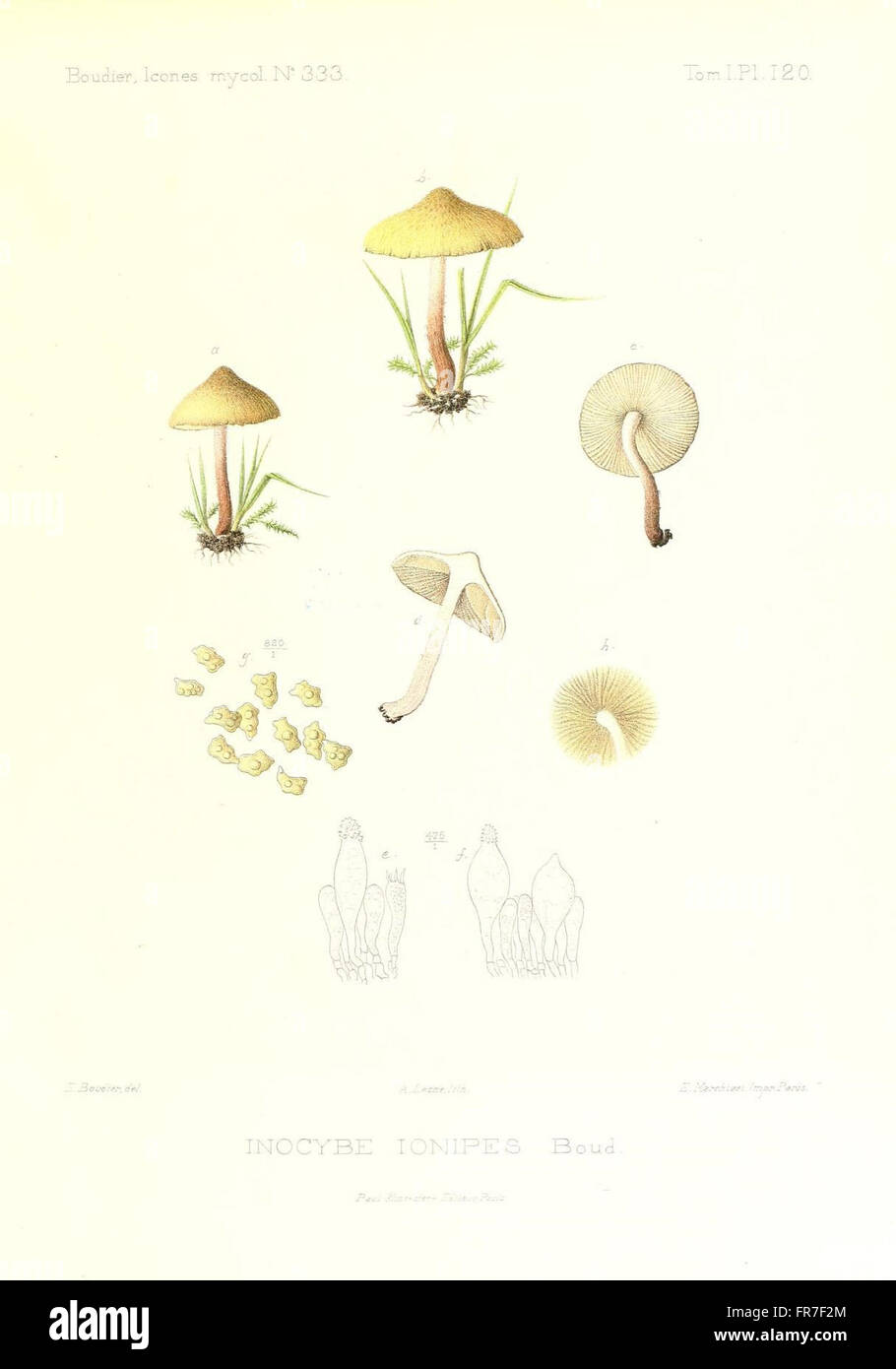 This work provides an iconographic collection of fungi in France ...