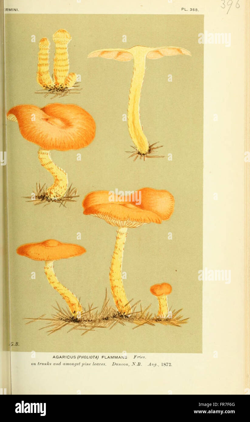This illustration plate focuses on Hymenomycetes, a group of fungi. It ...