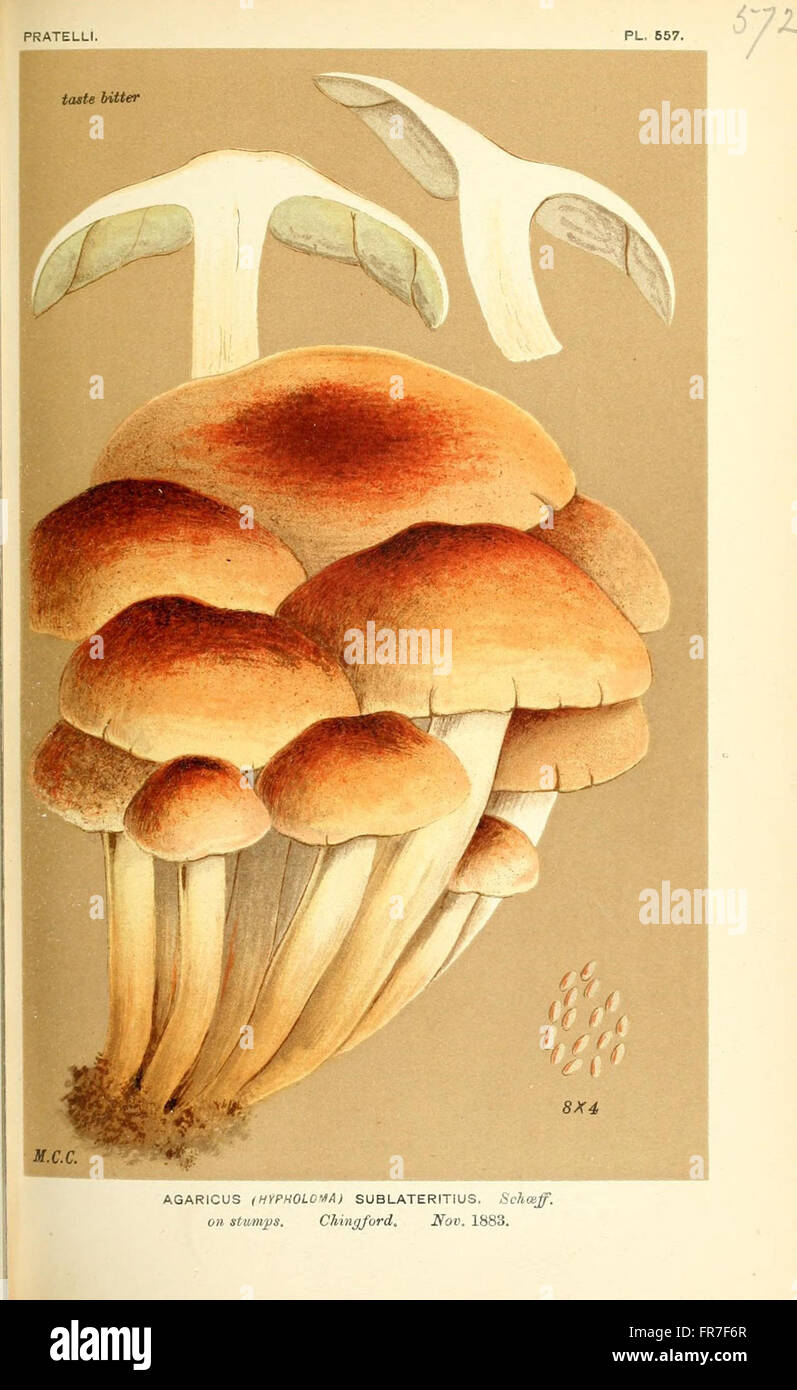 This work provides detailed illustrations of British fungi ...