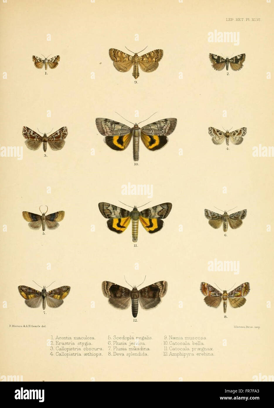 *Illustrations of Typical Specimens of Lepidoptera Heterocera* (Pl ...