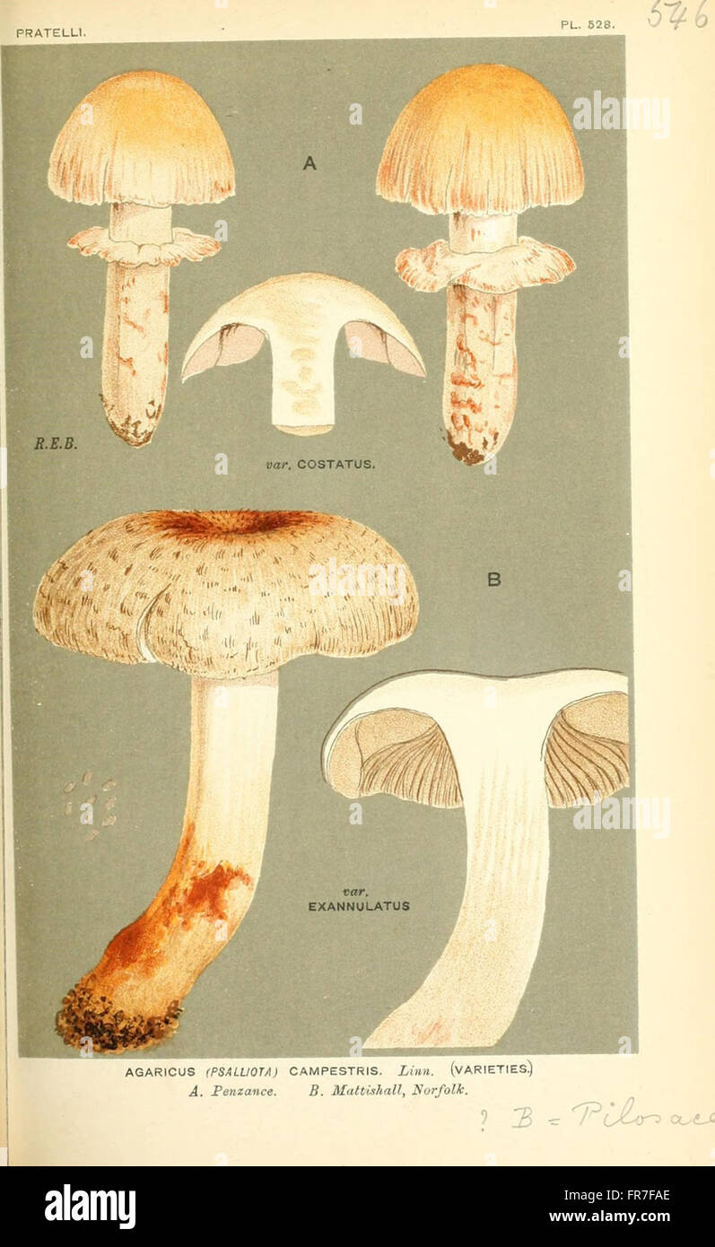 This illustration from 'British Fungi' showcases various species of ...