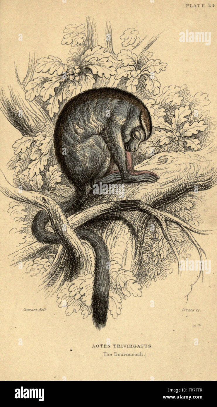 Plate 24 from a natural history publication illustrates various monkey ...