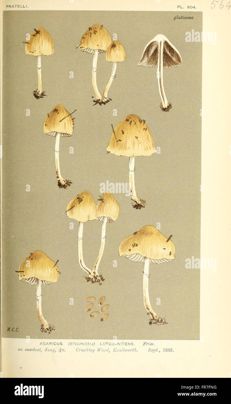 Plate 564 of the 'Illustrations of British Fungi' serves as an atlas ...