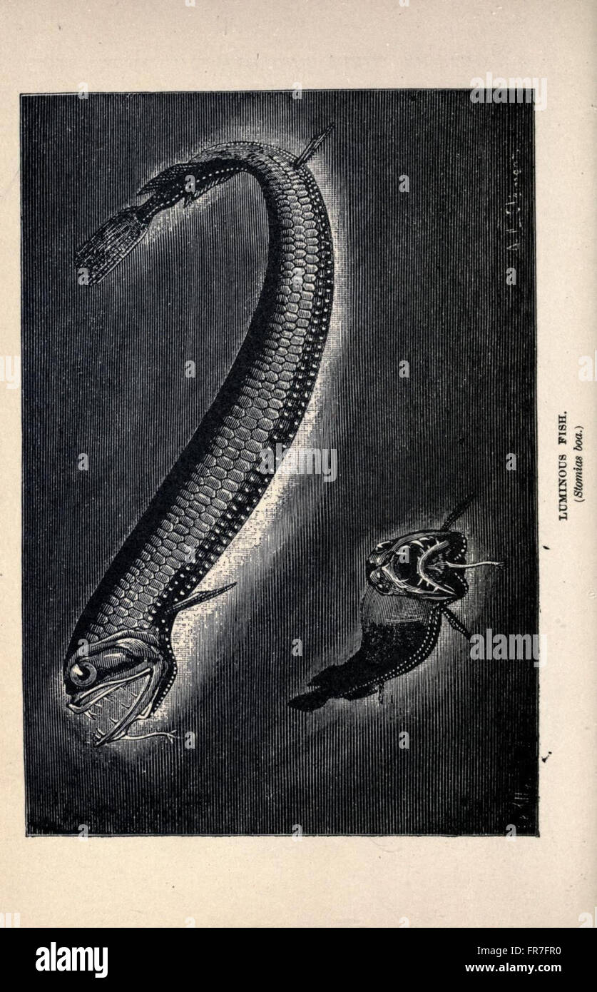 'Living Lights' is a visual work showcasing bioluminescent organisms ...