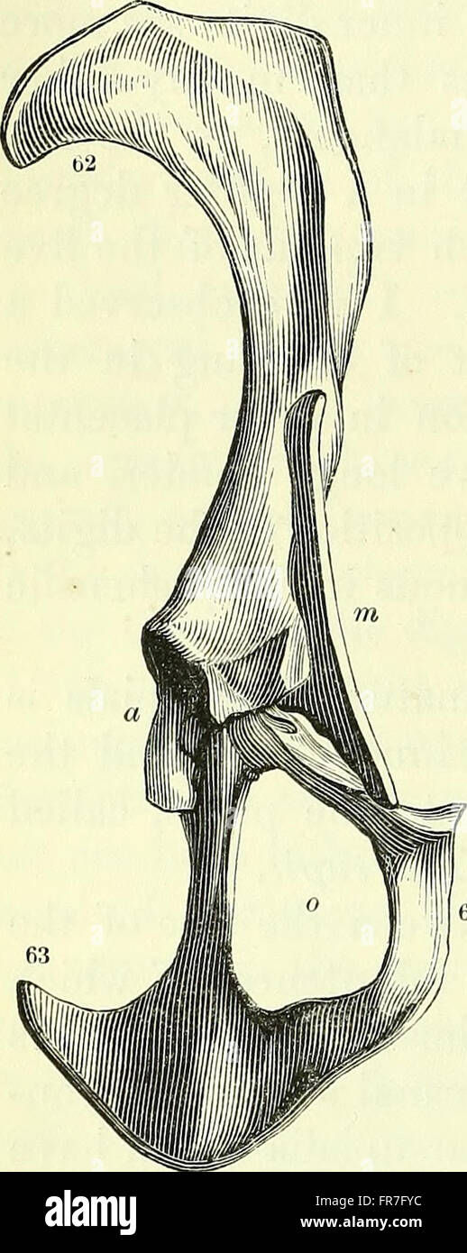 This 1866 work provides detailed descriptions of vertebrate anatomy ...