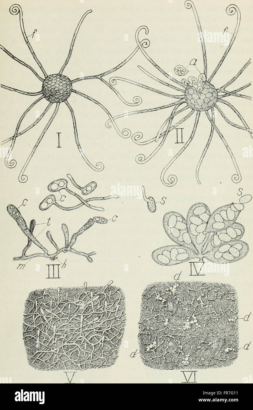 Oidium or powdery mildew of the vine (1907 Stock Photo - Alamy