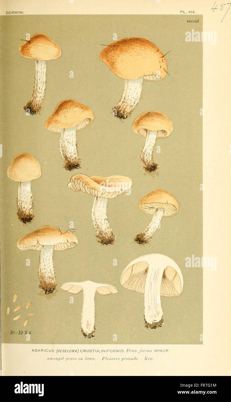 This plate from *Illustrations of British Fungi* depicts various ...