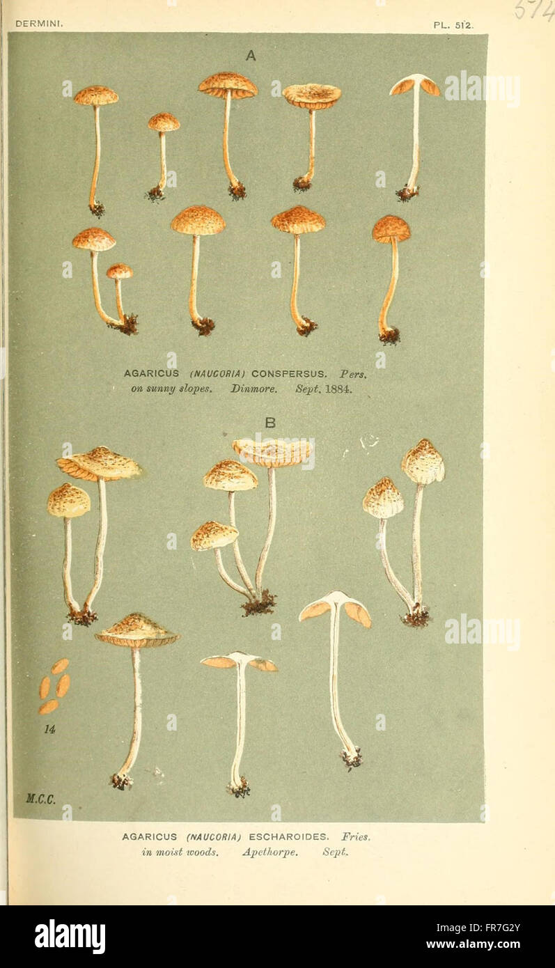 This atlas provides detailed illustrations of British fungi ...