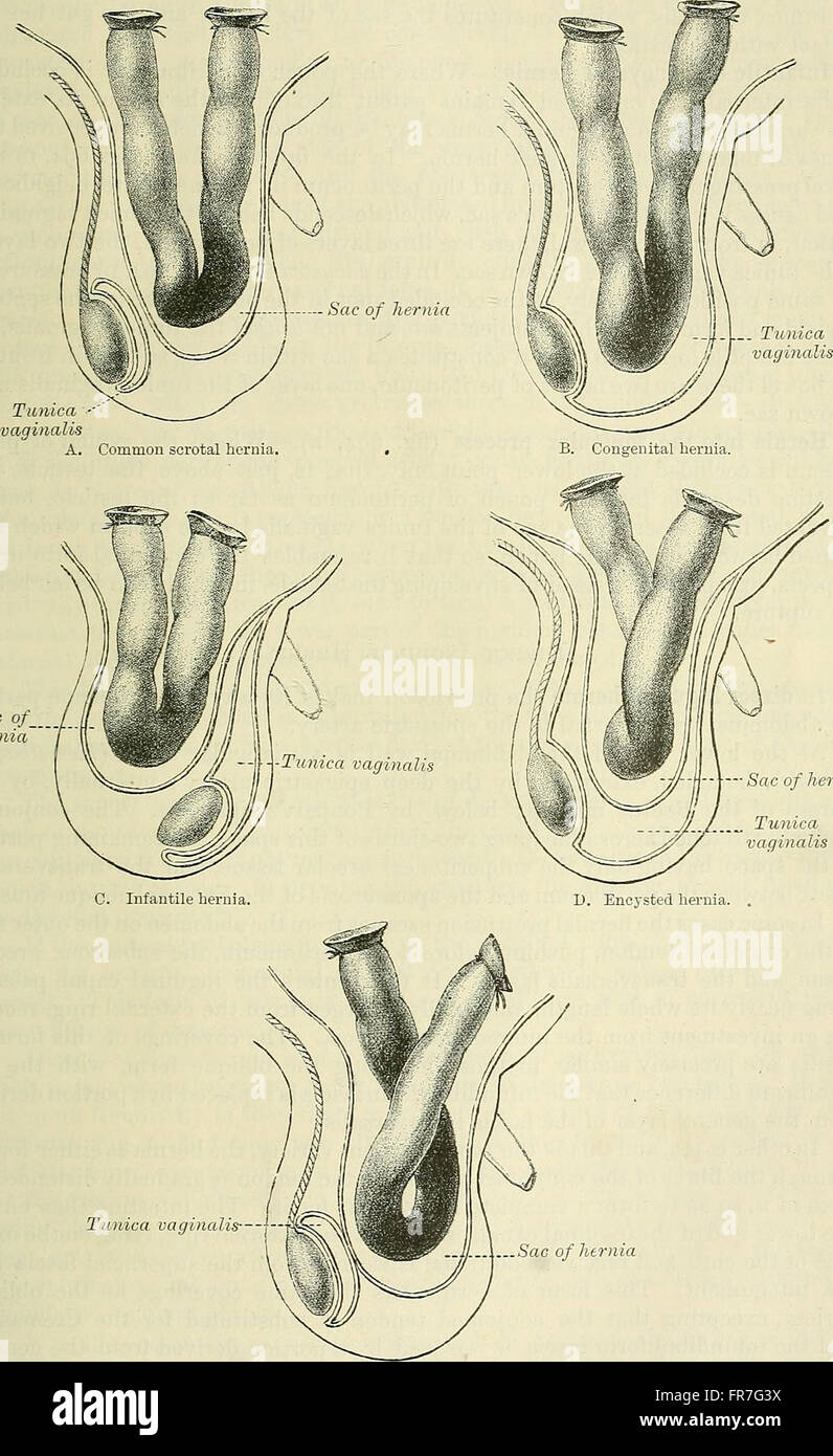 'Anatomy, Descriptive and Surgical' (1897) provides detailed ...