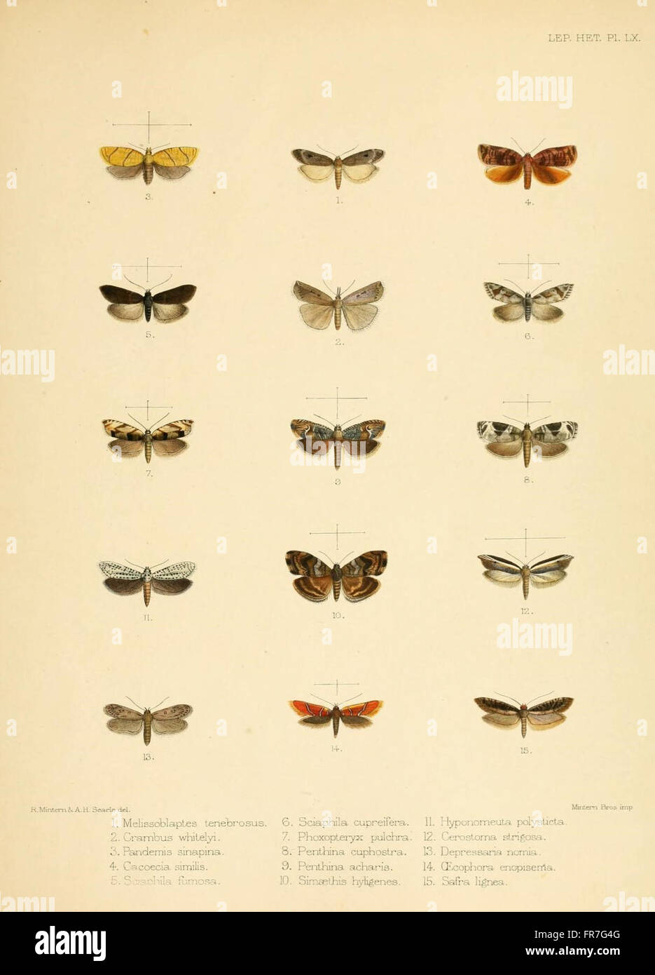 This work showcases typical specimens of Lepidoptera Heterocera, or ...