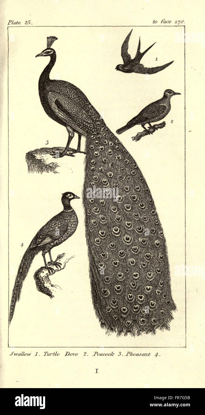 An illustrated plate showcasing various species of animals, with ...