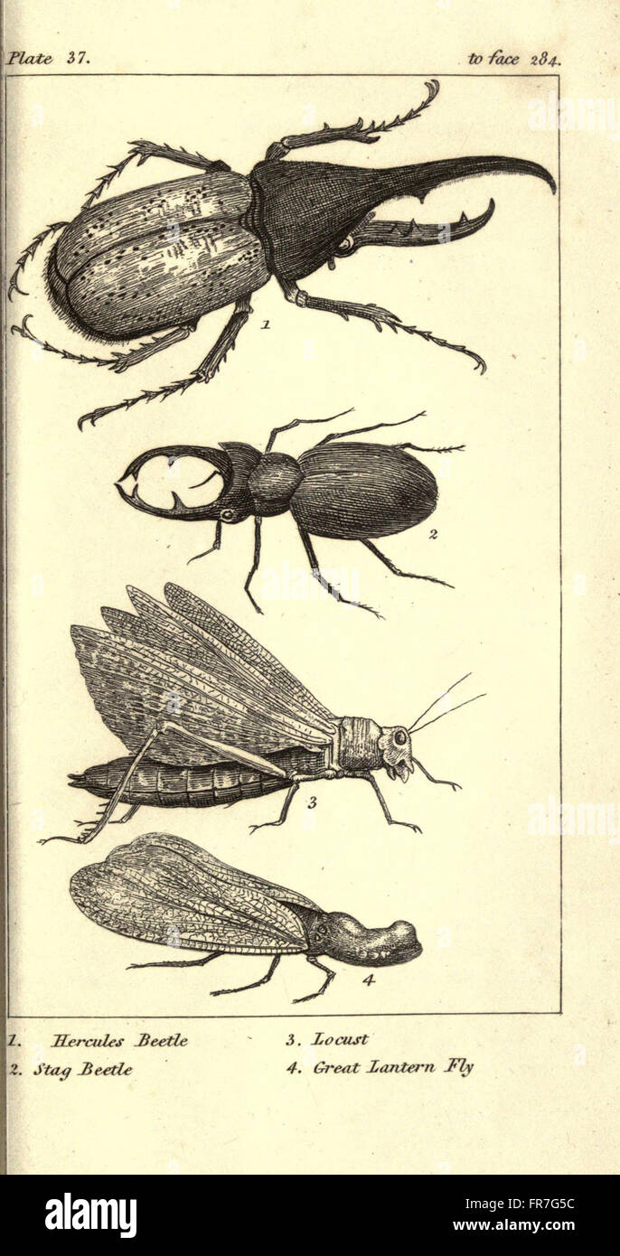 Plate 37 from 'Natural History of Animals' showcases a range of animal ...