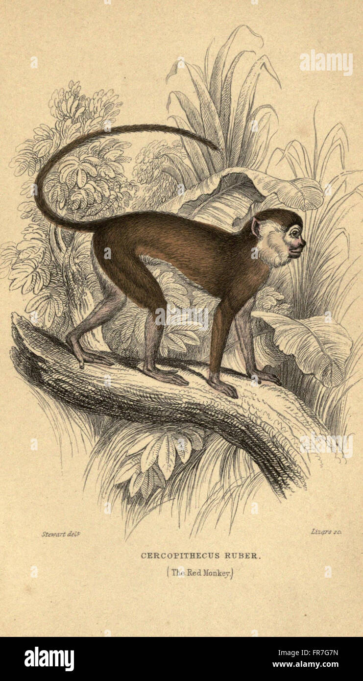 Plate 11 depicts various species of monkeys, showcasing their ...