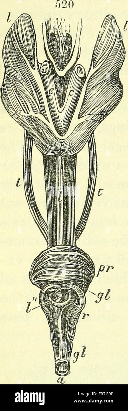 'On the Anatomy of Vertebrates' (1866) is a scientific text that ...