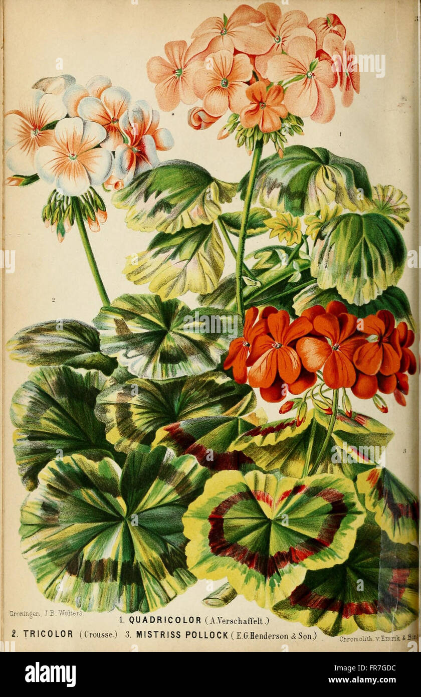 This plate from Neerland's Plantentuin showcases various plant species ...