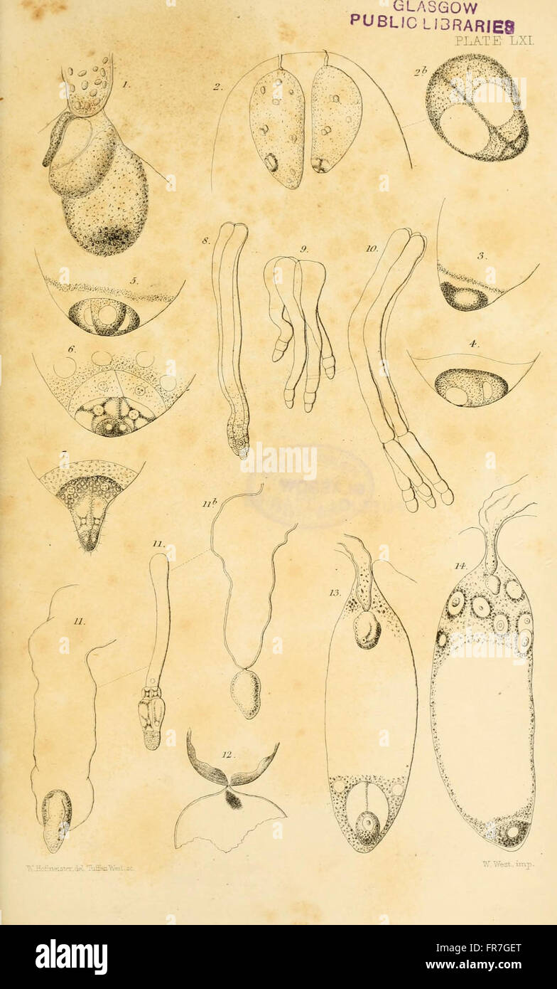 On the germination, development, and fructification of the higher ...