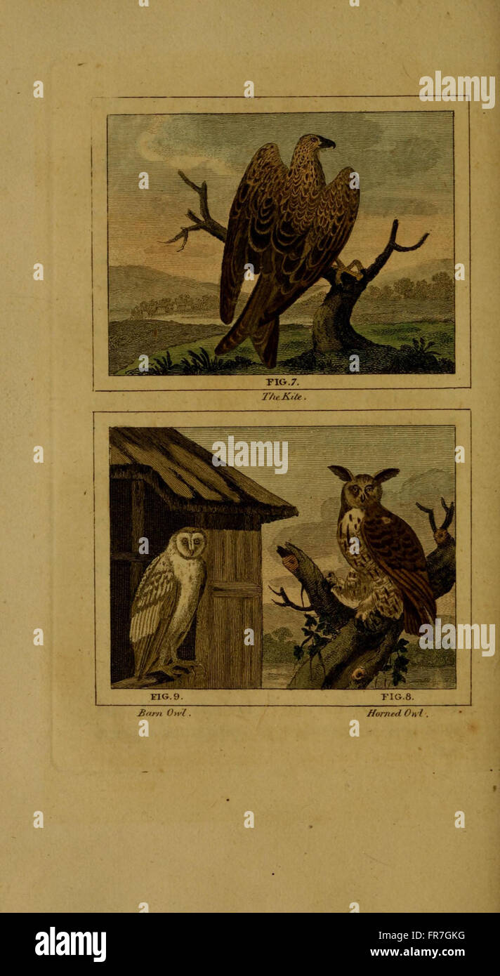 Natural history of birds, fish, insects, and reptiles (Figs. 7-9 Stock ...