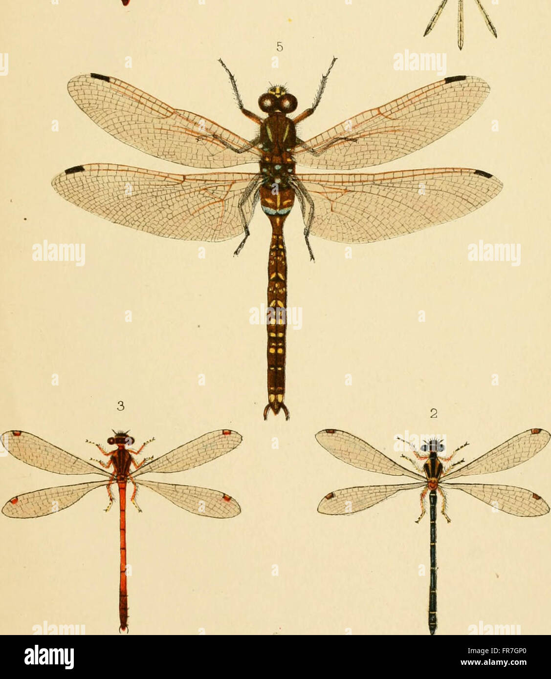 This text explores the life histories and behaviors of New Zealand's ...