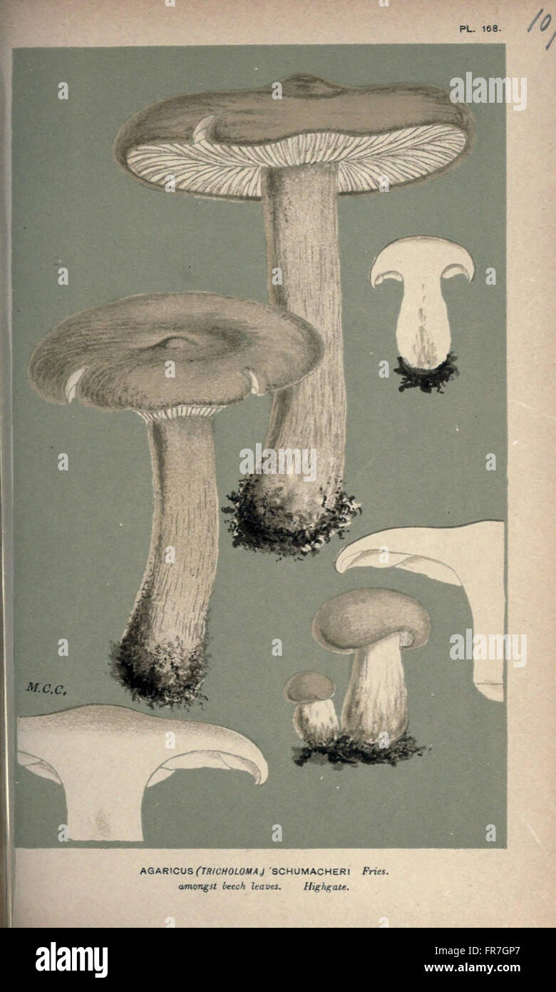 Illustrations of British Fungi (Hymenomycetes), to serve as an atlas to ...