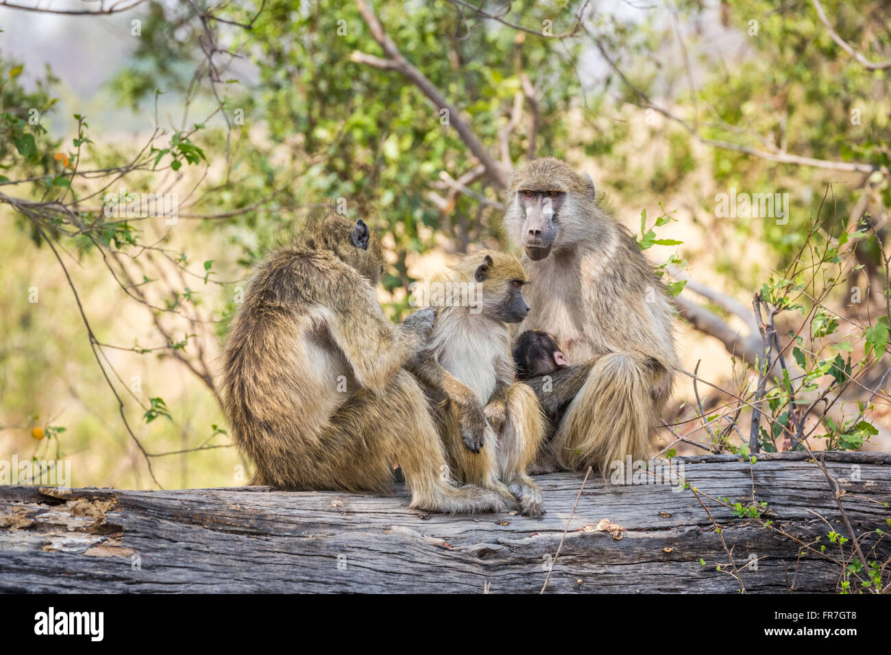 Family of chamca baboons (Papio ursinus) grooming, Sandibe Camp, by the ...