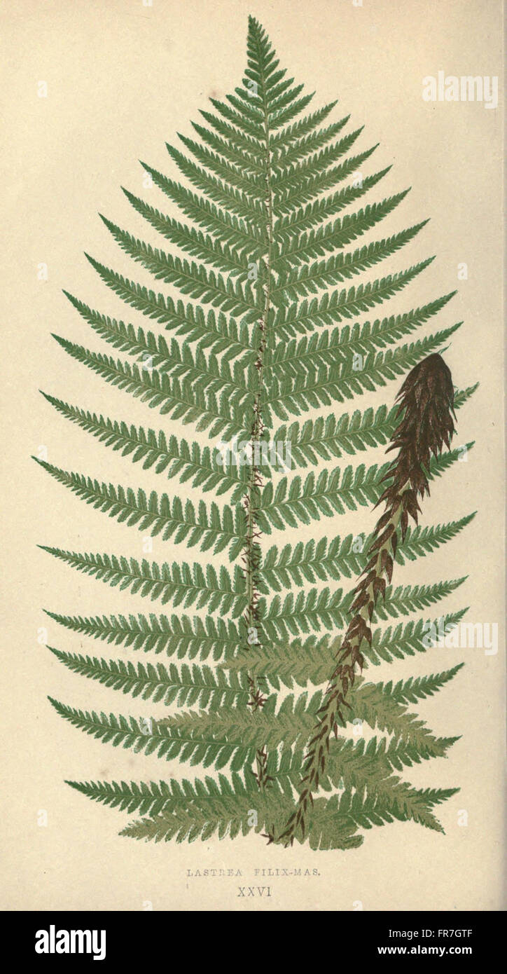 'Our Native Ferns' provides a detailed history and classification of ...