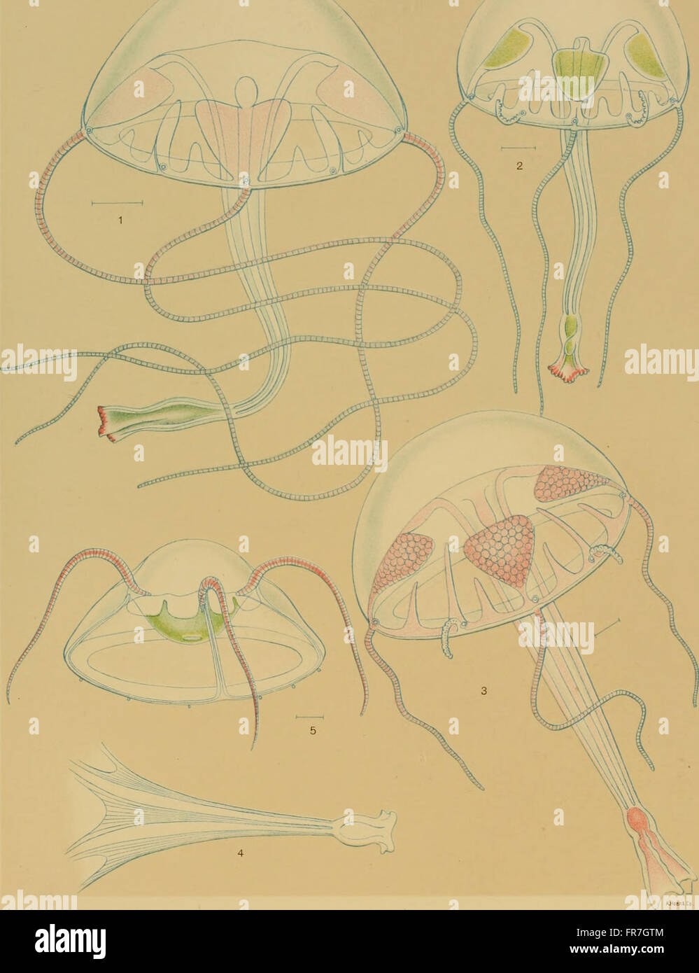 Medusae of the world (1910 Stock Photo - Alamy