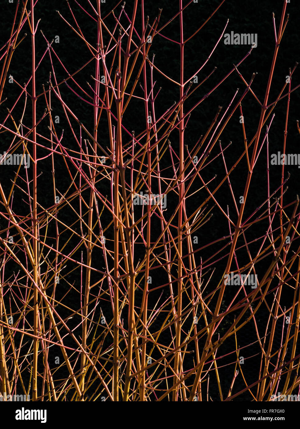 Fire stems hi-res stock photography and images - Alamy
