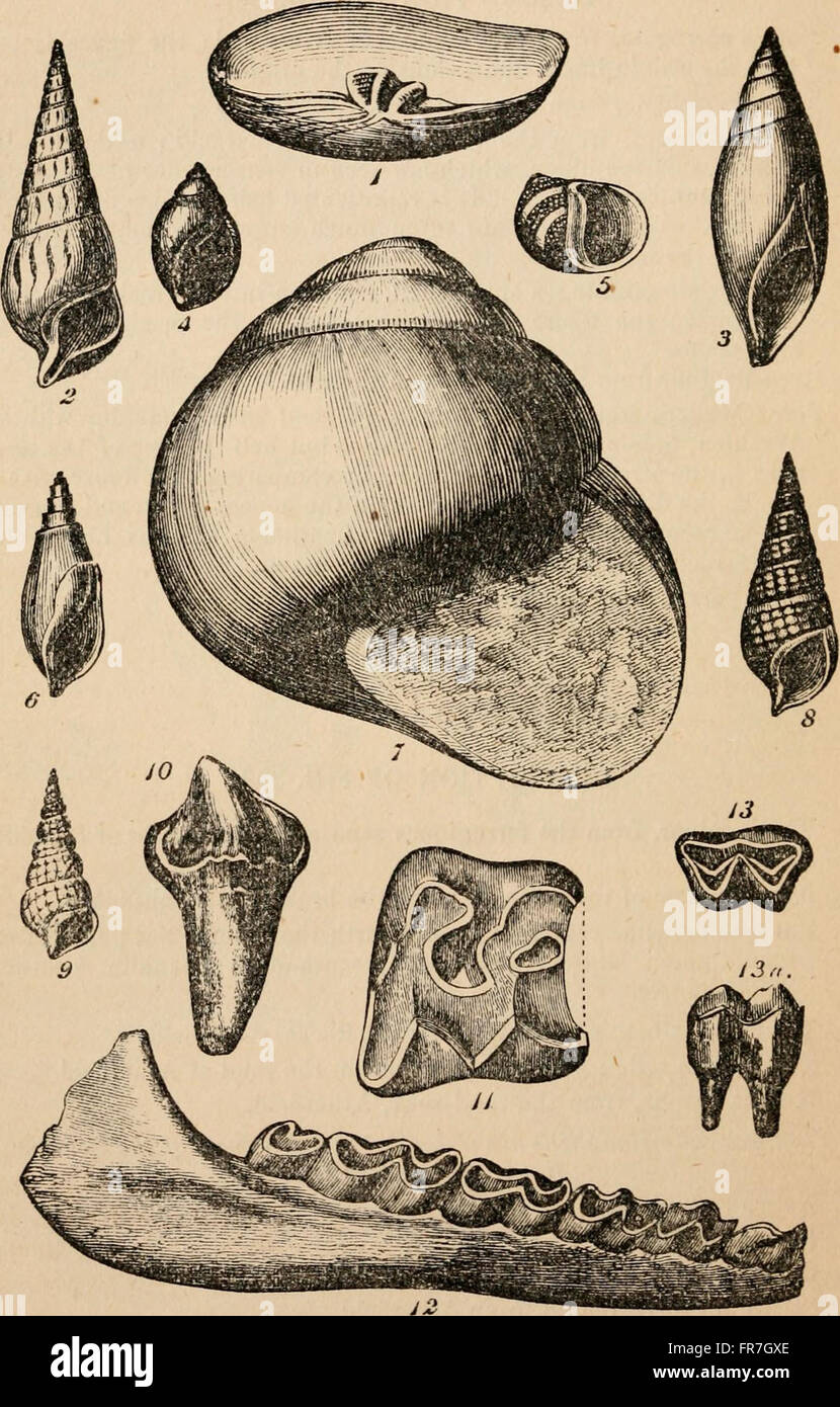 A 1870 textbook on comparative physiology, detailing the structure and ...