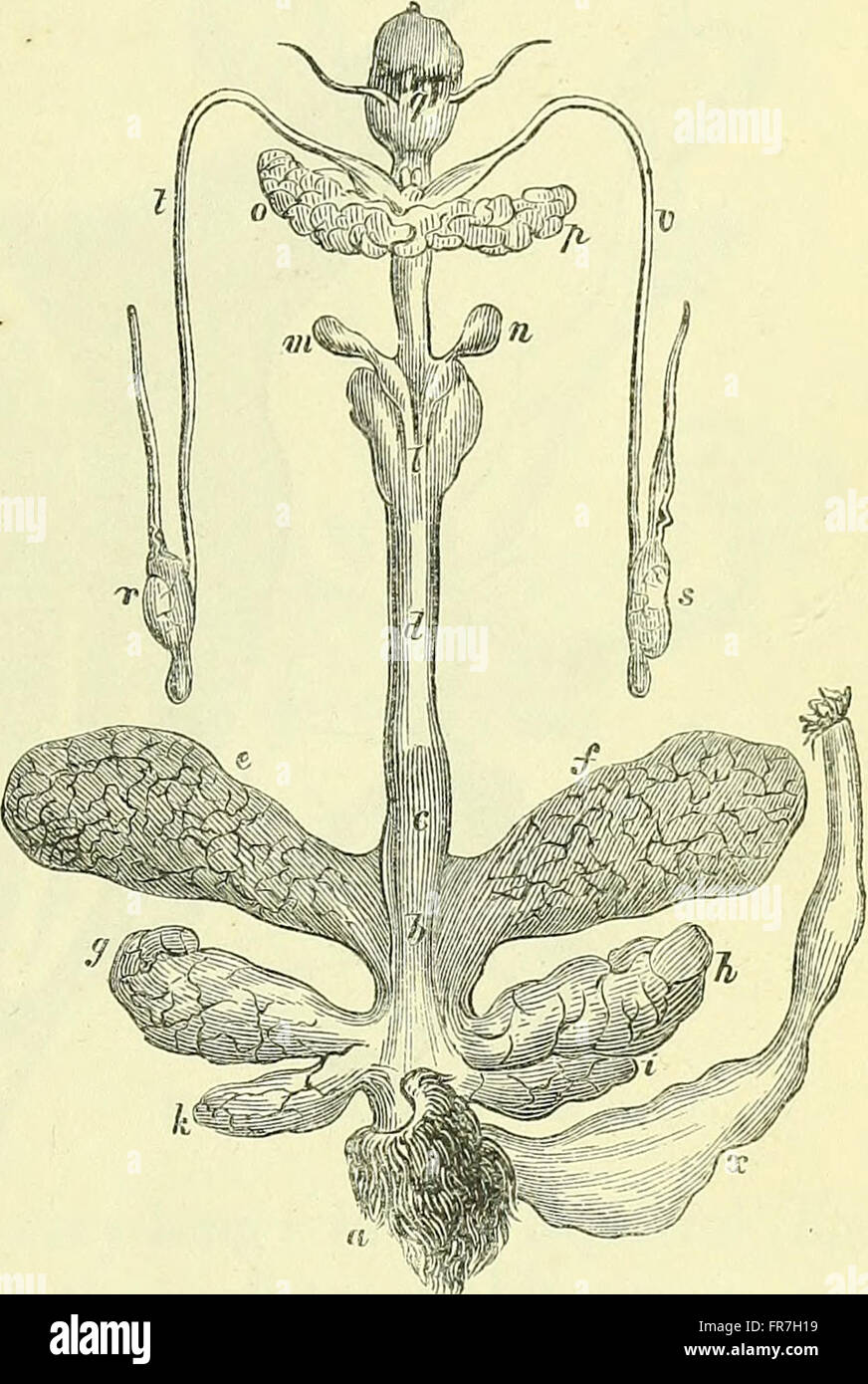 This resource provides a detailed study of the anatomy of vertebrates ...