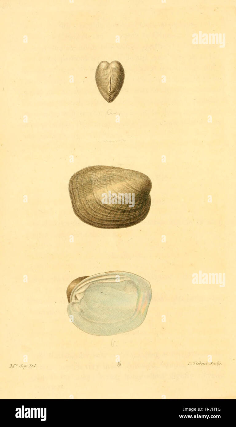 This plate from American Conchology features various shell species ...