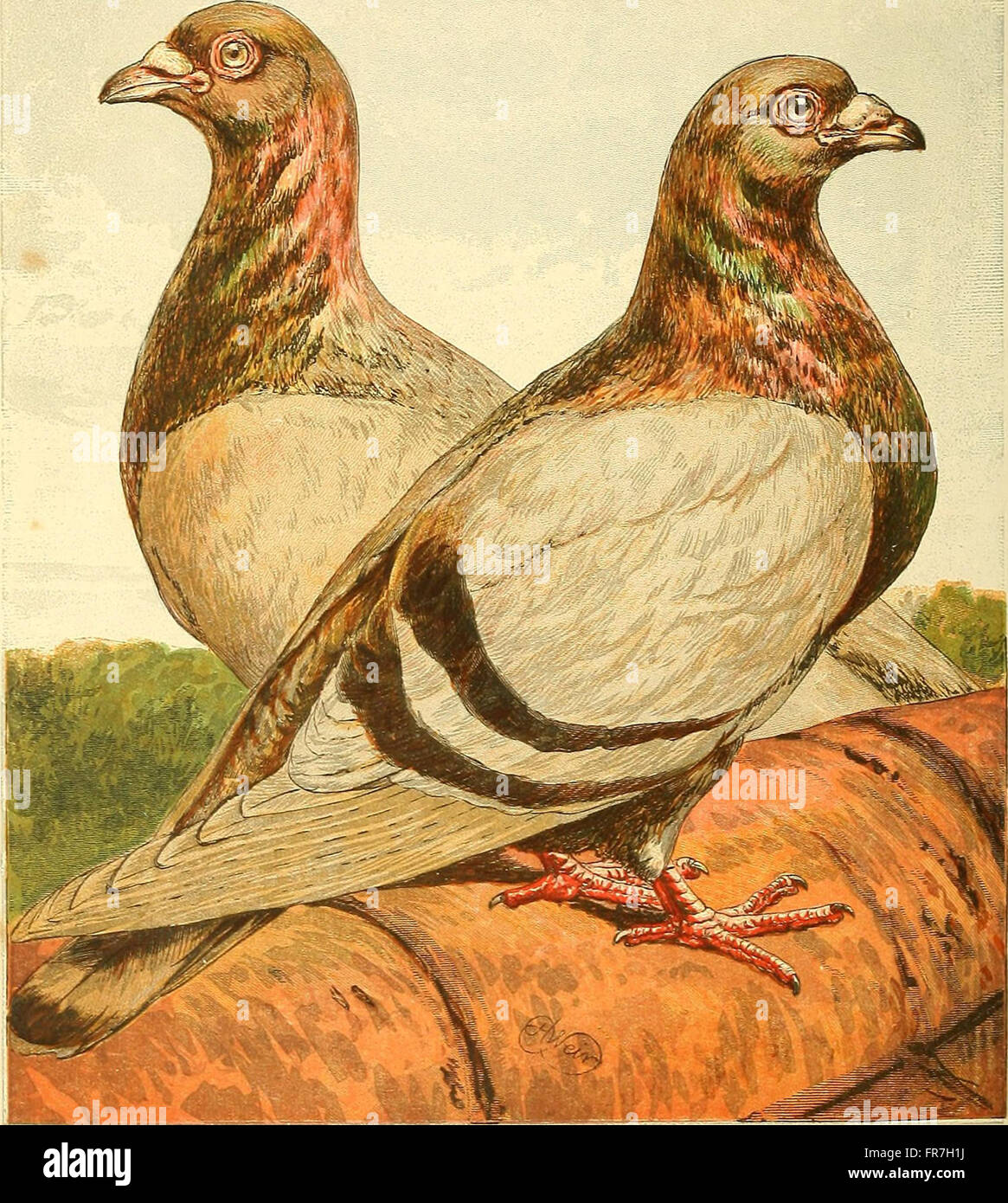 Pigeons- their structure, varieties, habits, and management (1868 Stock ...