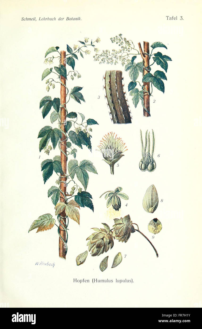 Lehrbuch der Botanik (Taf. 3) is a botanical textbook focused on plant ...
