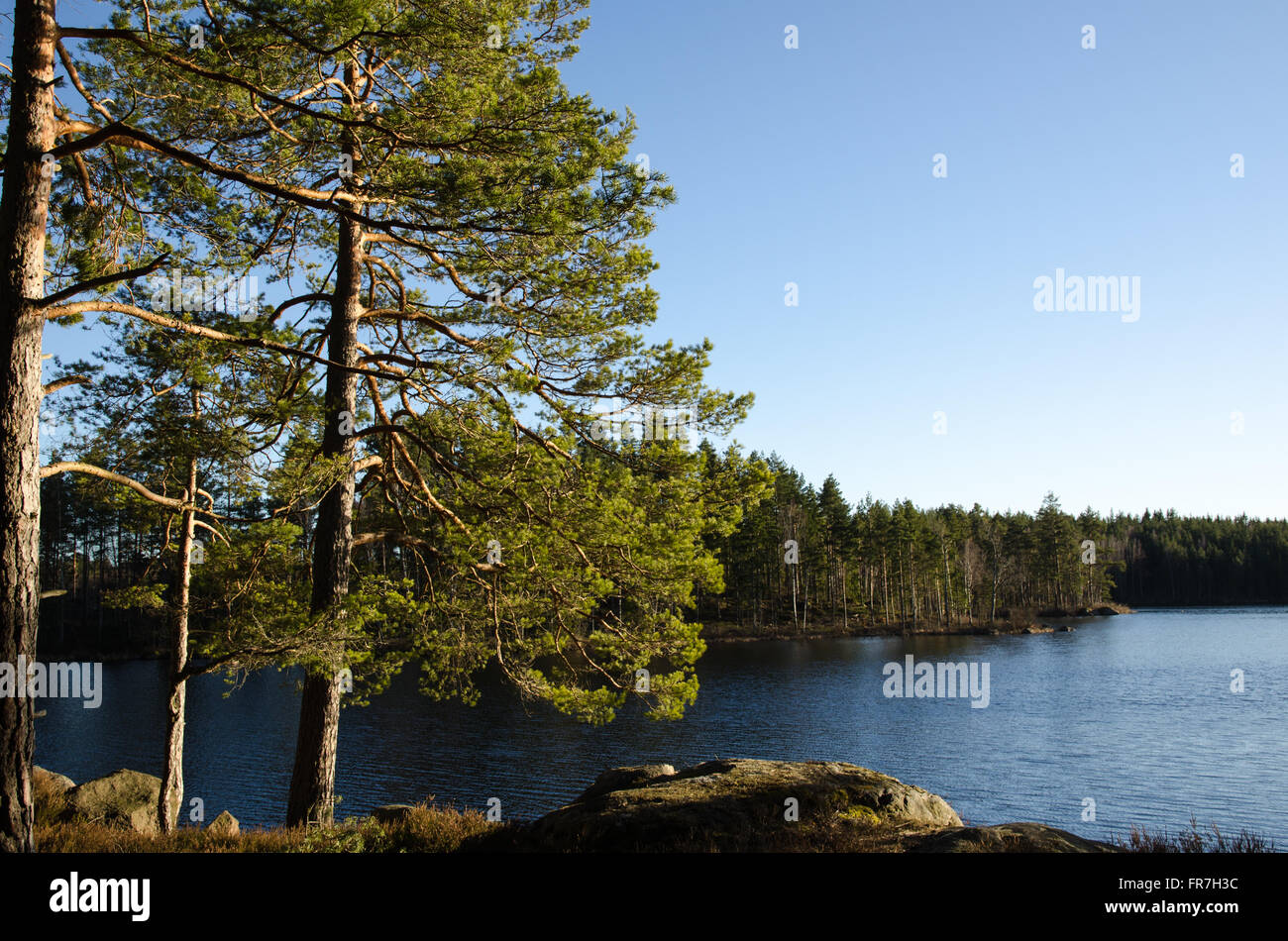 Sweden forest hi-res stock photography and images - Alamy