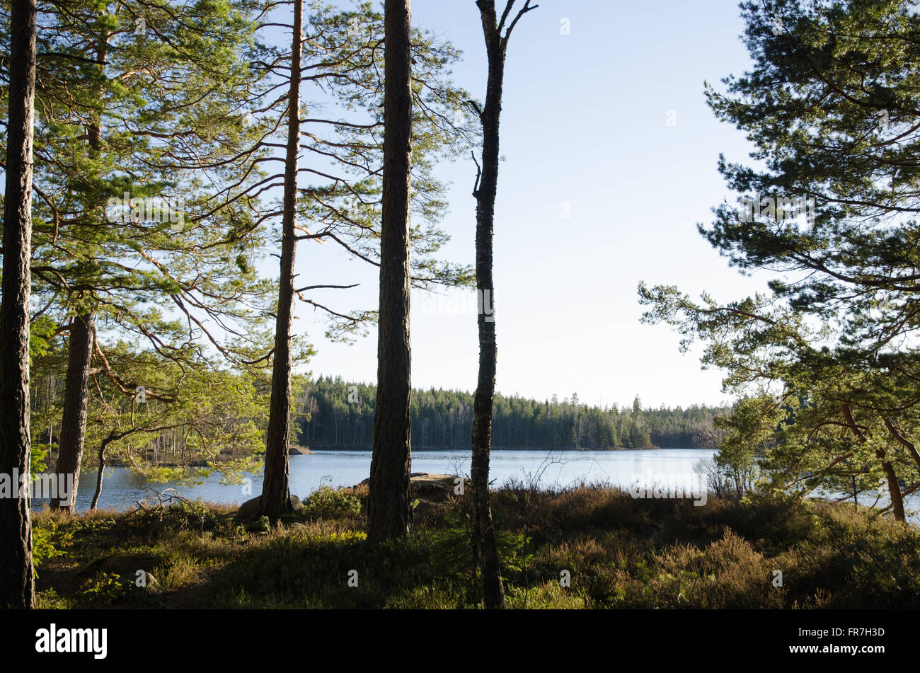 Swedish woods hi-res stock photography and images - Alamy