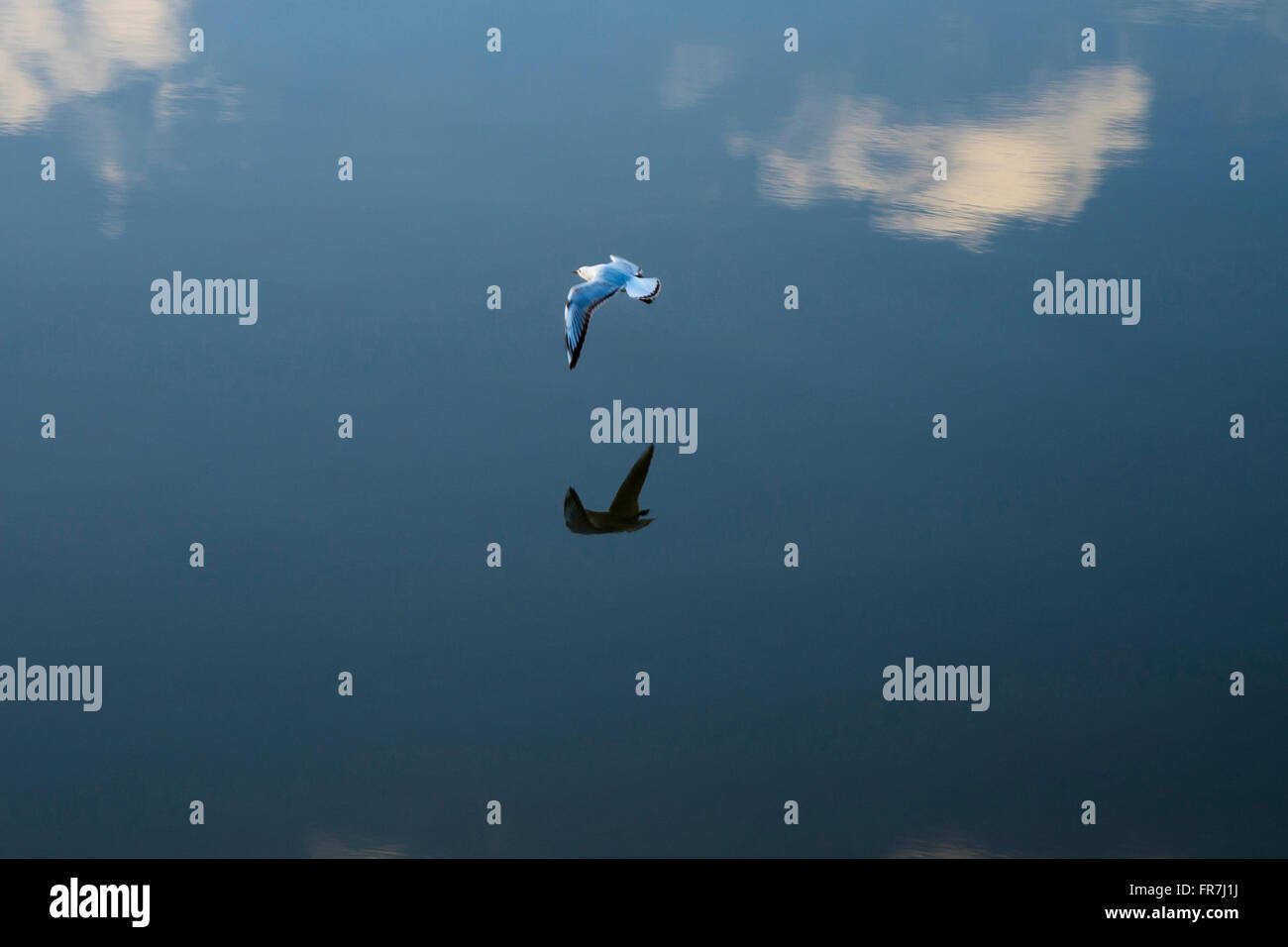 Puddle fly hi-res stock photography and images - Alamy