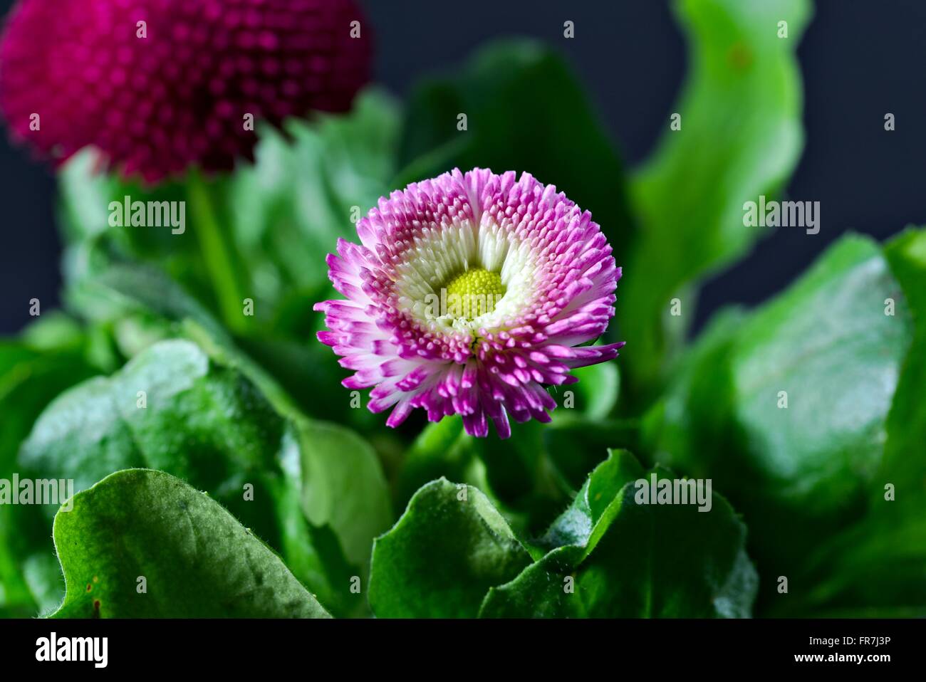 a beautiful Pot of English Daisy Stock Photo - Alamy