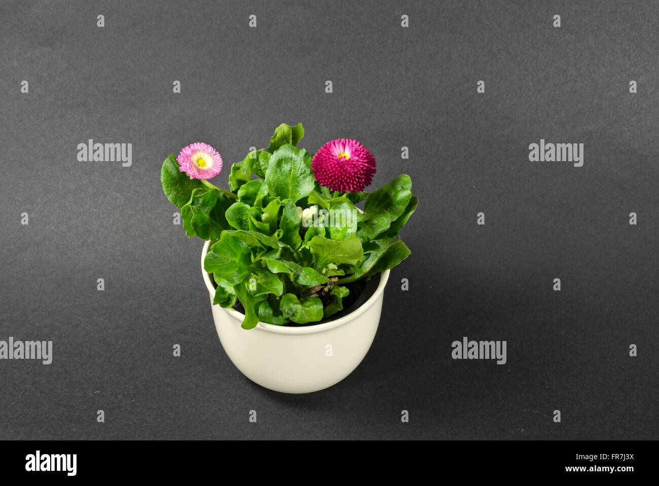 English daisy hi-res stock photography and images - Alamy