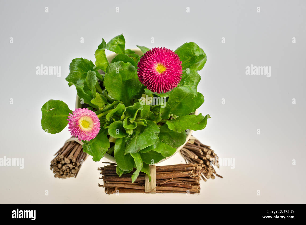 English daisy hi-res stock photography and images - Alamy