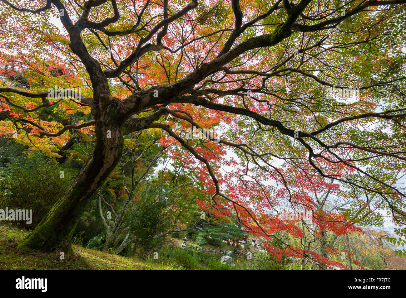 Colorful autumn tree Stock Photo - Alamy