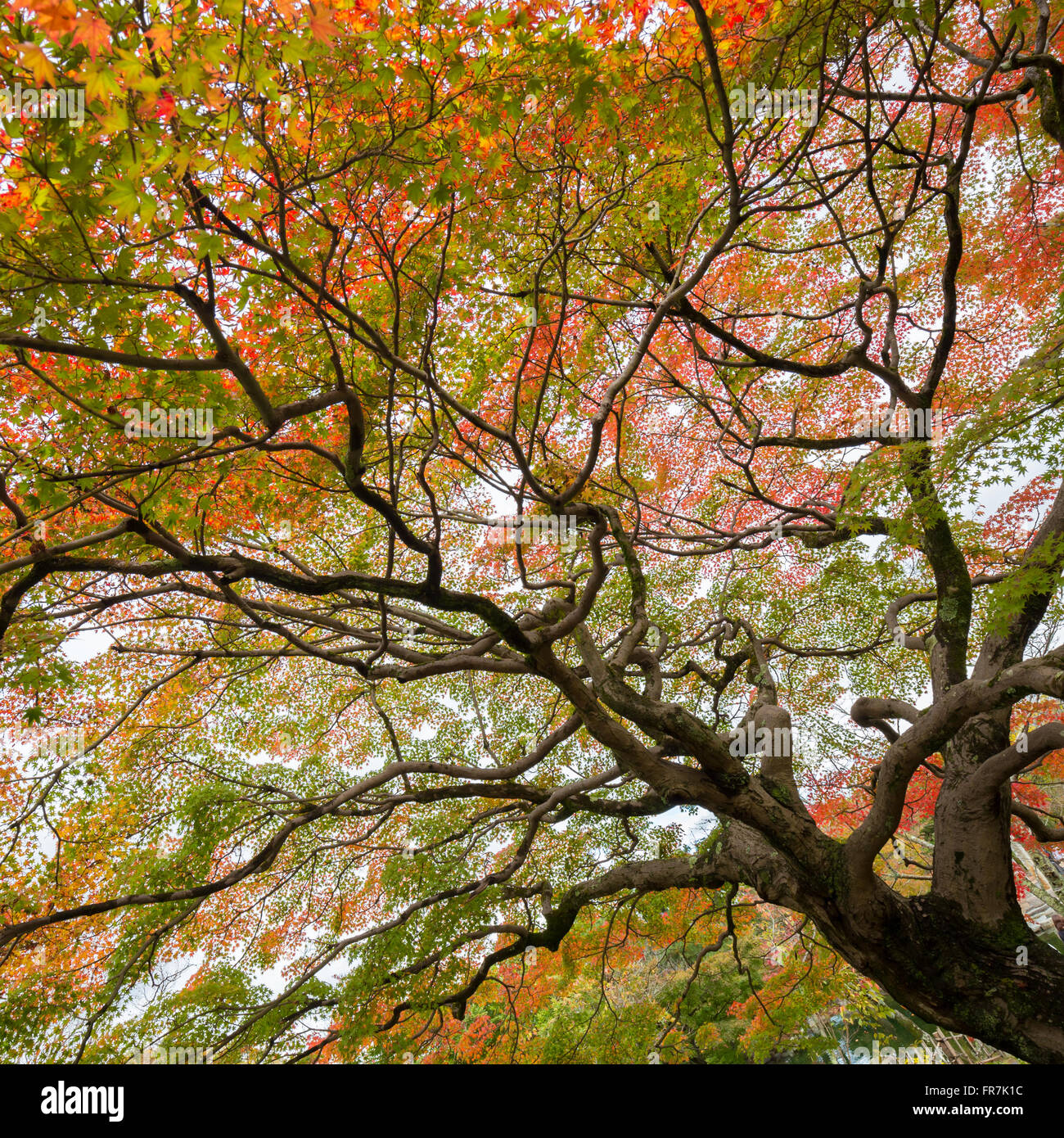 Colorful autumn tree Stock Photo - Alamy