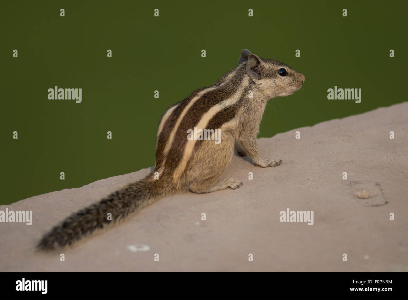 A northern palm squirrel, also called five- striped palm squirrel, A ...